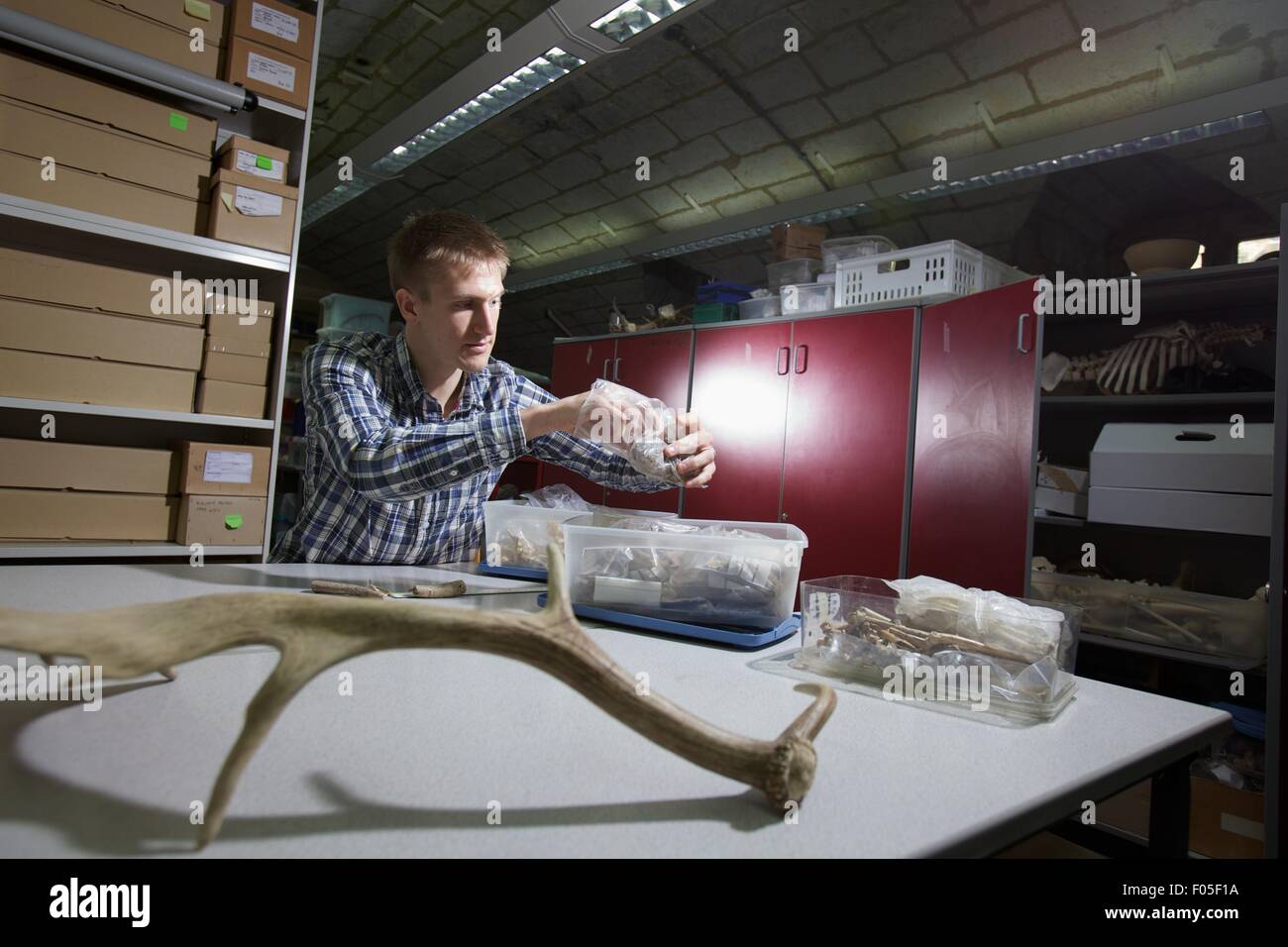 archaeology student working with artefacts Stock Photo - Alamy