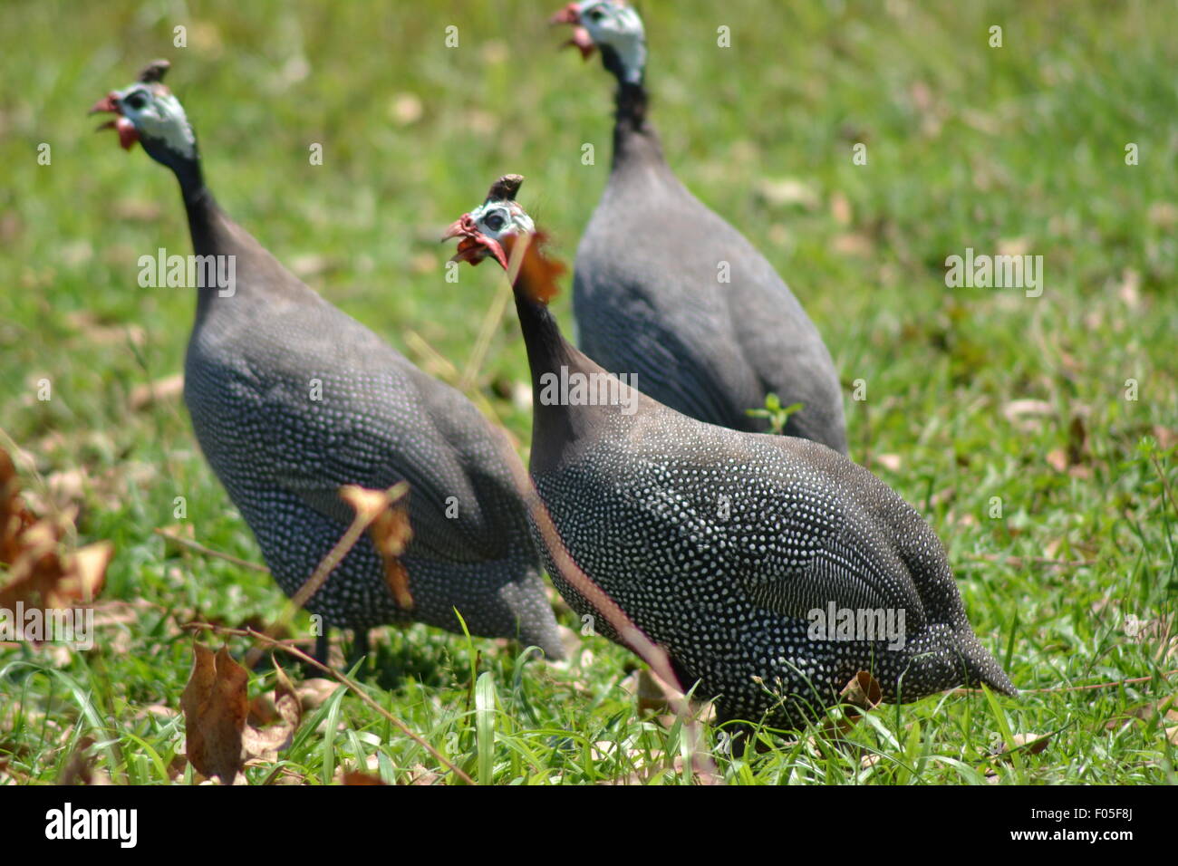 Angola animal hi-res stock photography and images - Alamy