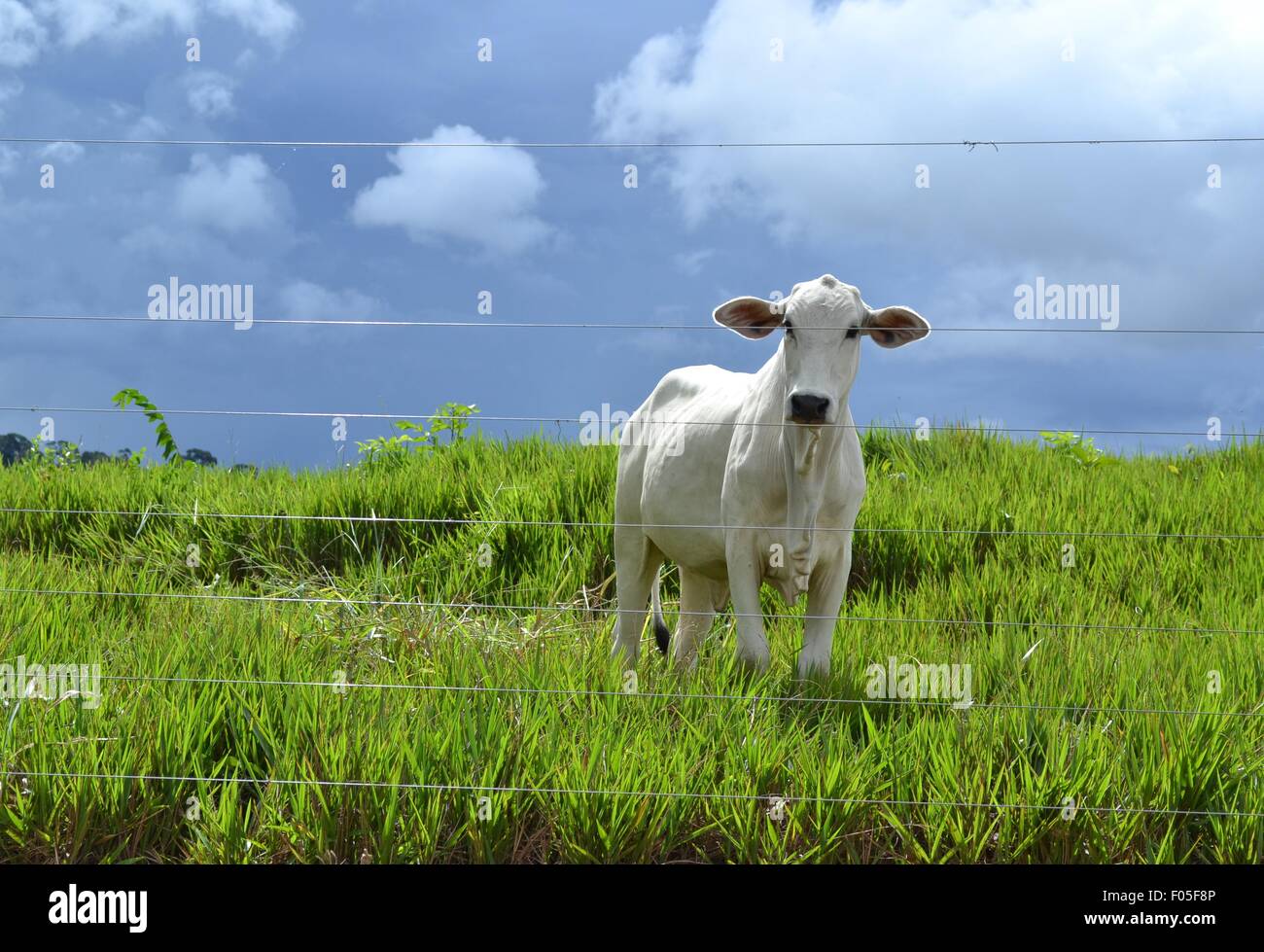Cow brazil hi-res stock photography and images - Alamy