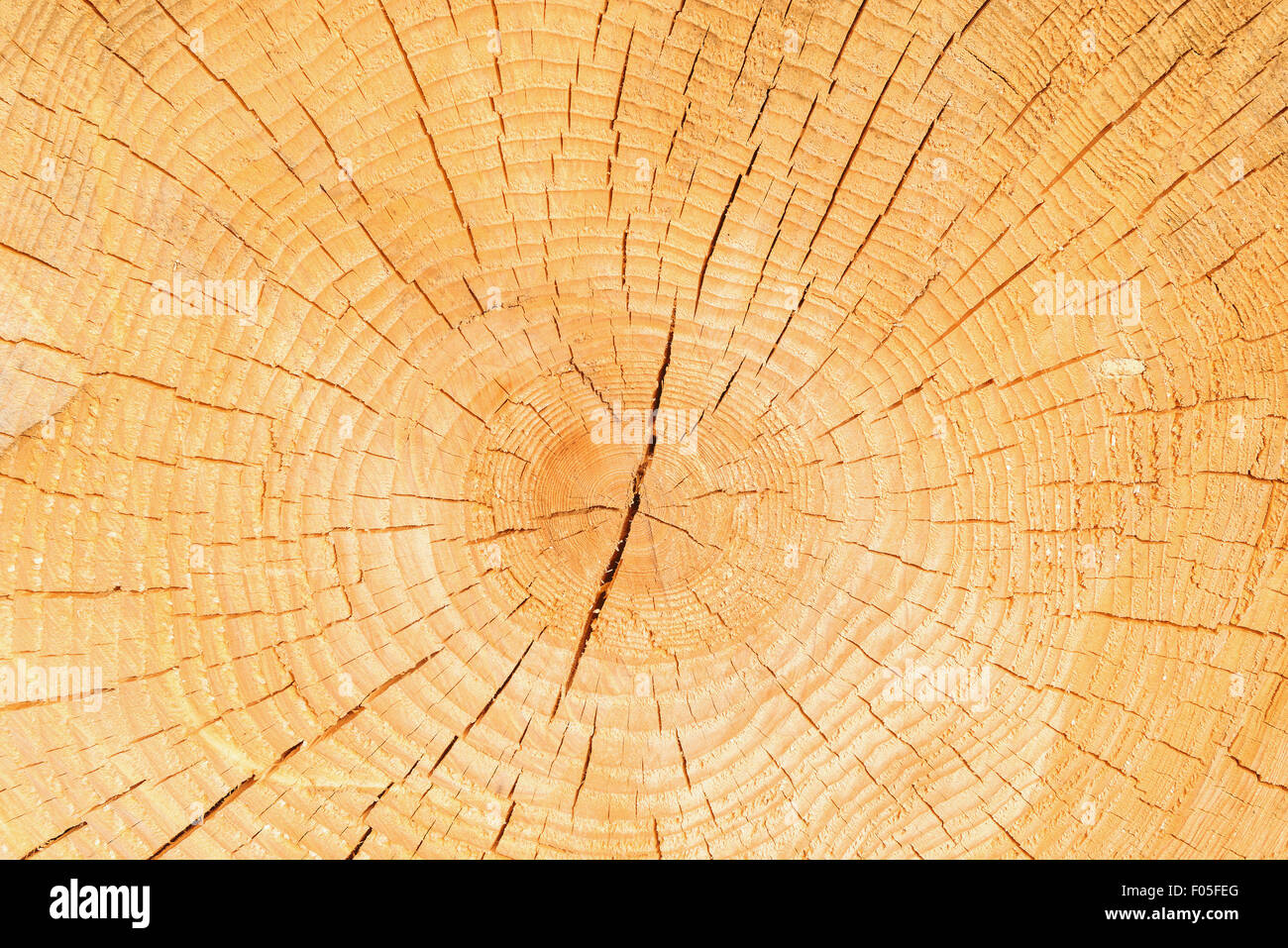 Slice of wood timber natural background Stock Photo - Alamy