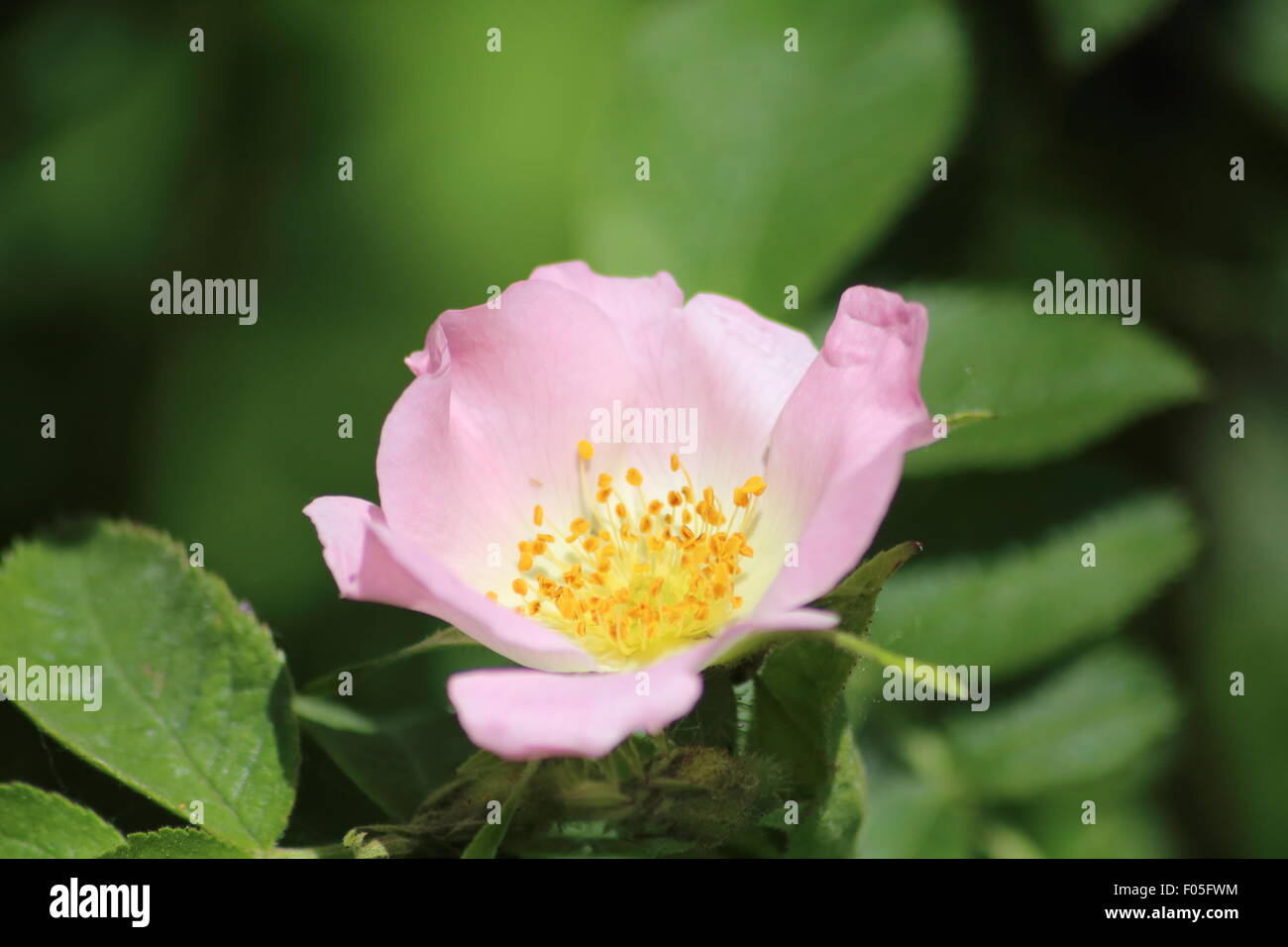 A wide shot of a flower in bloom within Idle Valley, Nottinghamshire ...