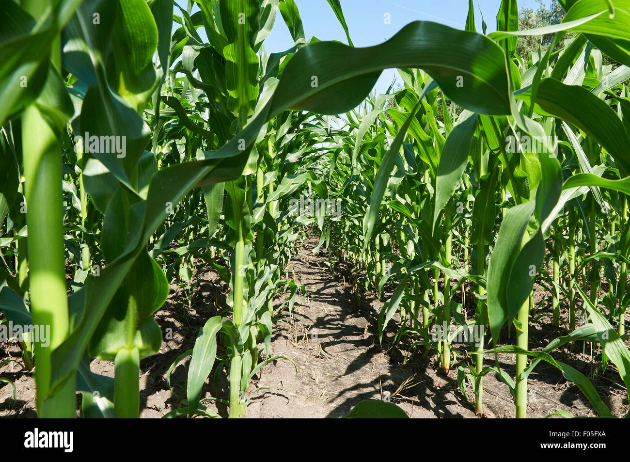 Green rows on corn field under the blue sky Stock Photo - Alamy