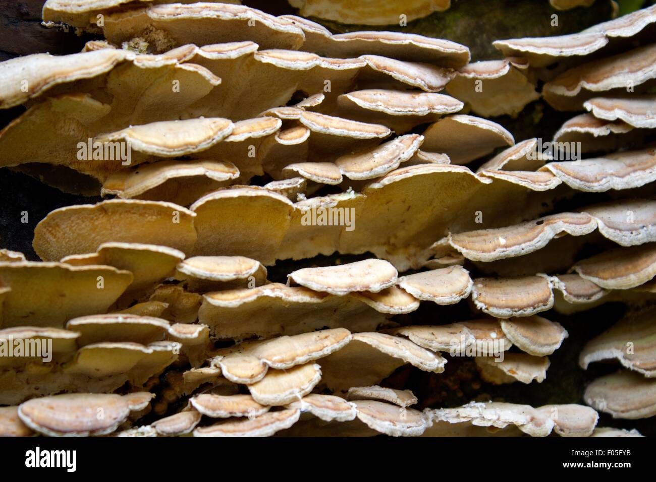 Coloured fungi hi-res stock photography and images - Alamy