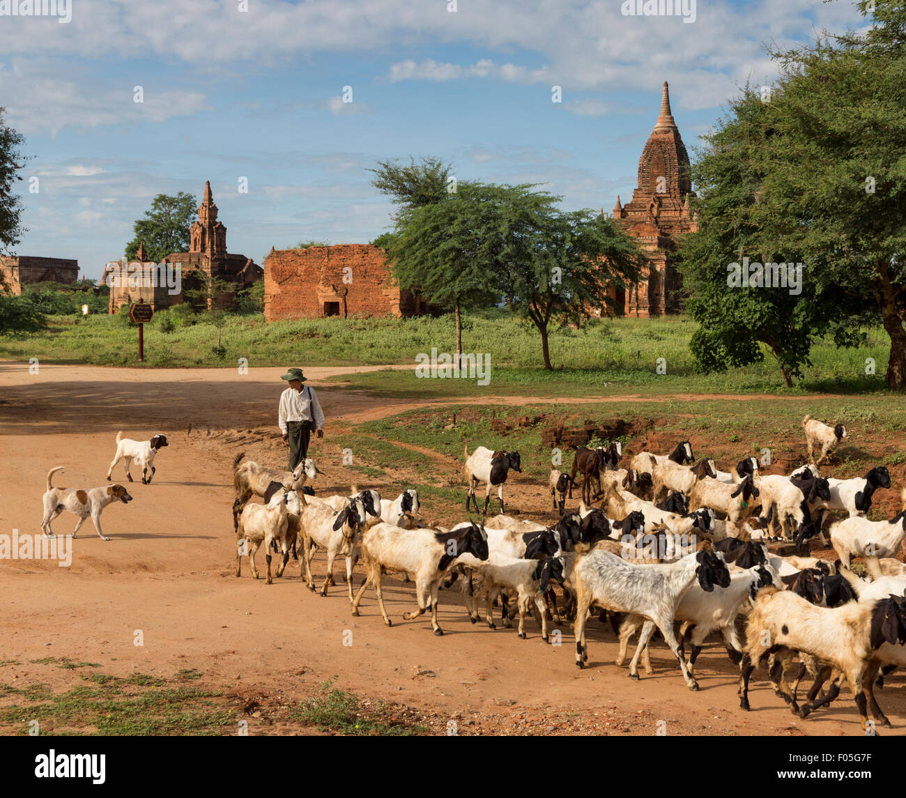 Goatherd and goats in Min Nan Thu village of Bagan, Myanmar with ...