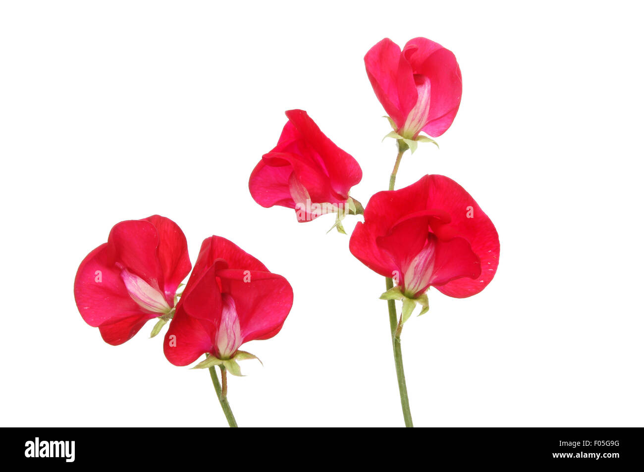 Red sweet pea hi-res stock photography and images - Alamy