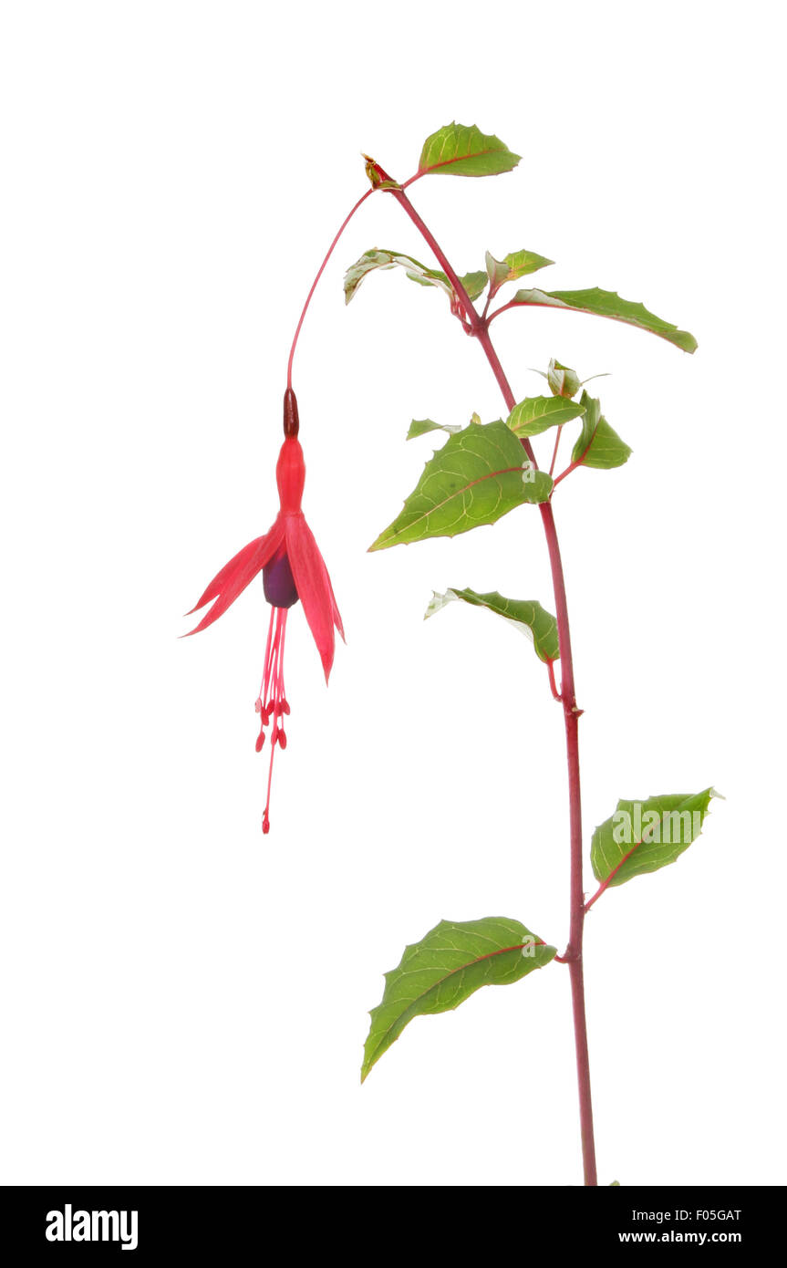 Isolated fuchsia hi-res stock photography and images - Alamy