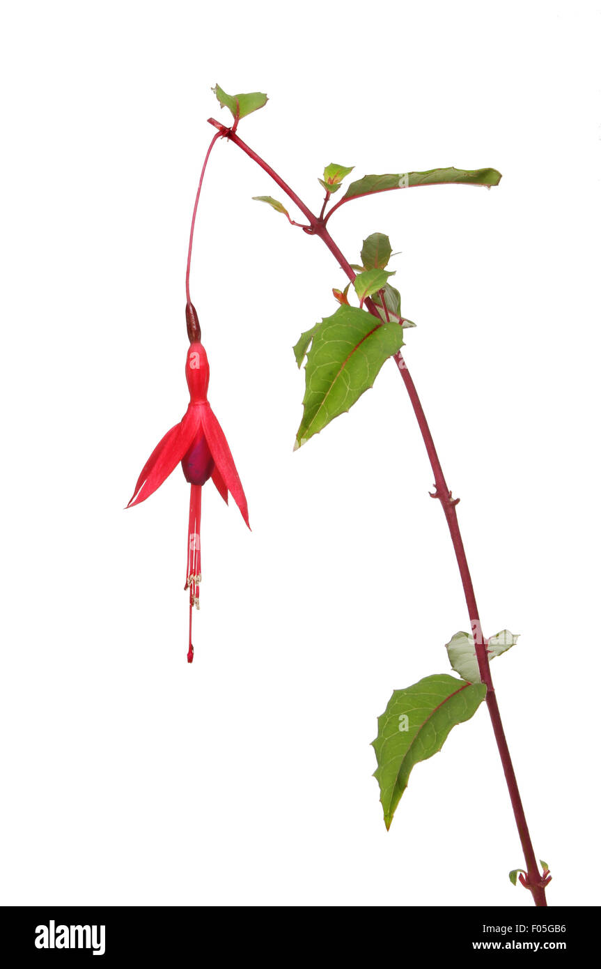 Wild Fuchsia flower and foliage isolated against white Stock Photo - Alamy