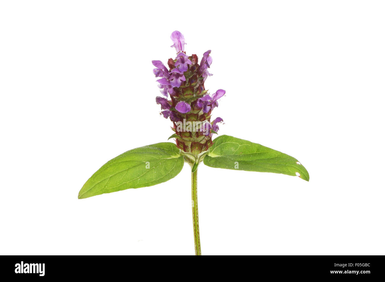Self heal, Prunella vulgaris, flowers and foliage isolated against ...