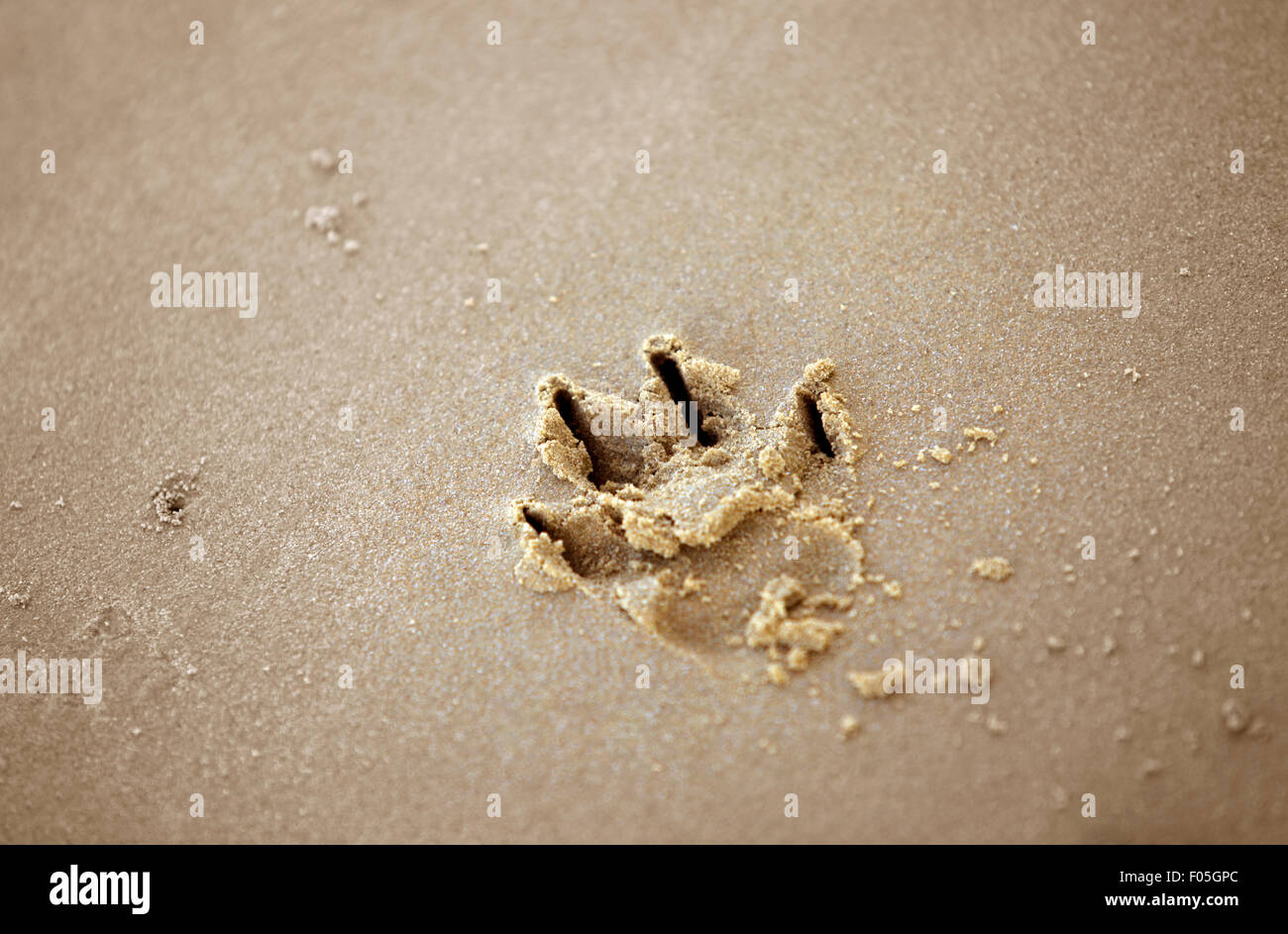 Dog paw print in the wet sand Stock Photo - Alamy