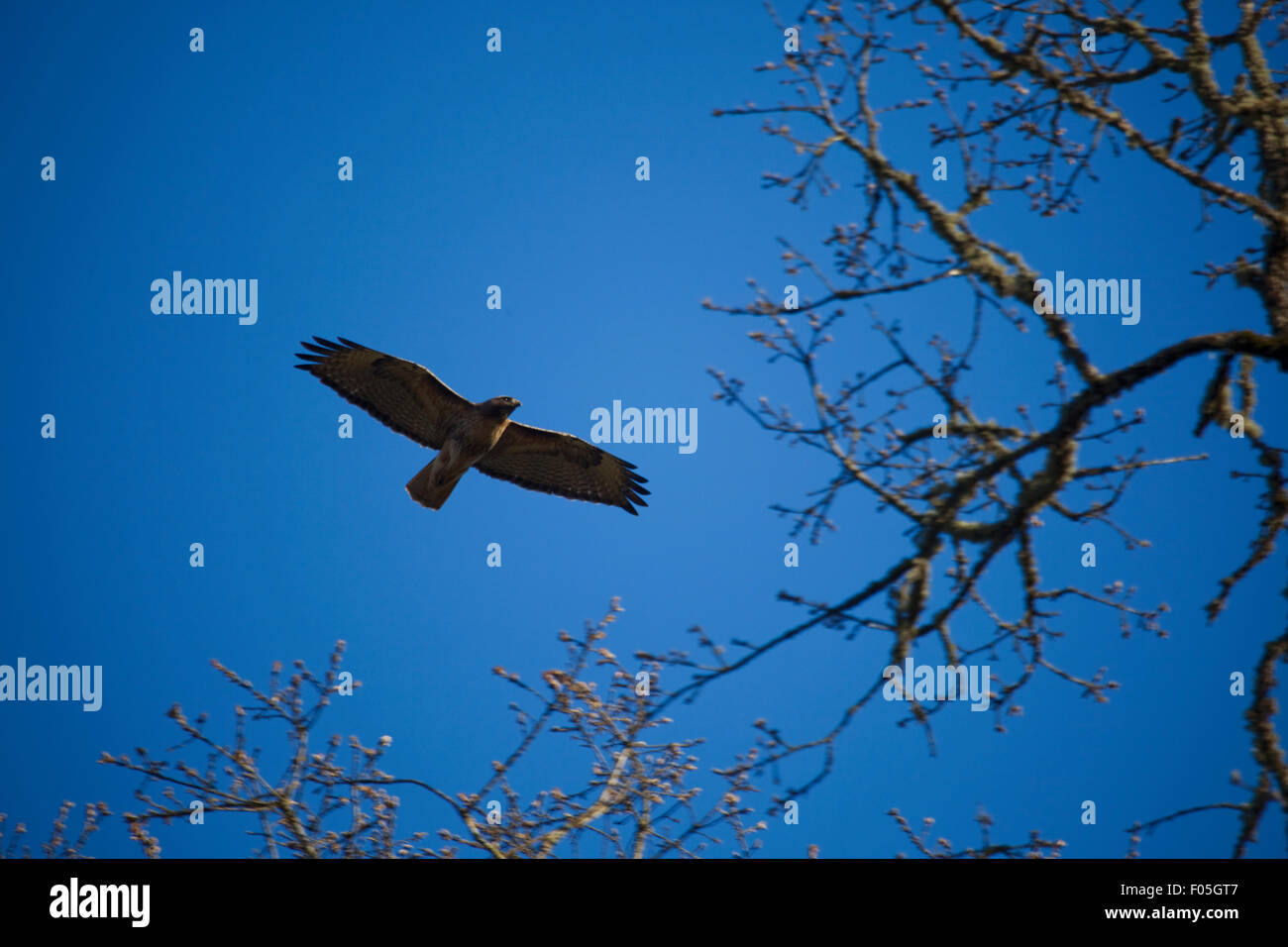 Red-tail Hawk in flight Stock Photo - Alamy