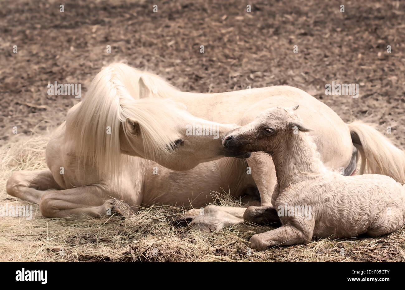 Welsh pony farm hi-res stock photography and images - Alamy