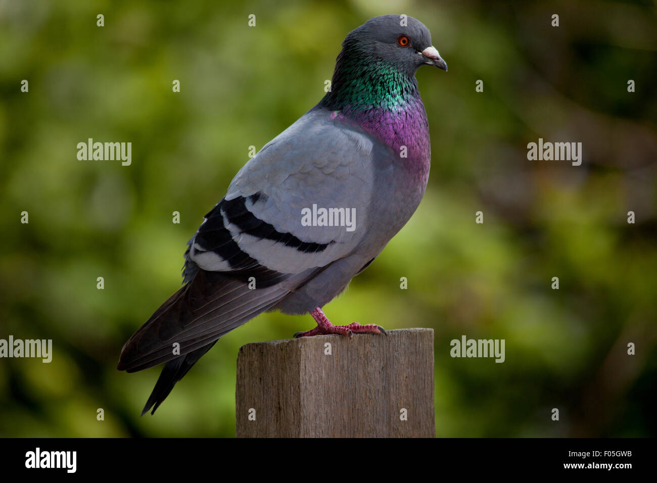 Vibrant pigeon standing on hi-res stock photography and images - Alamy