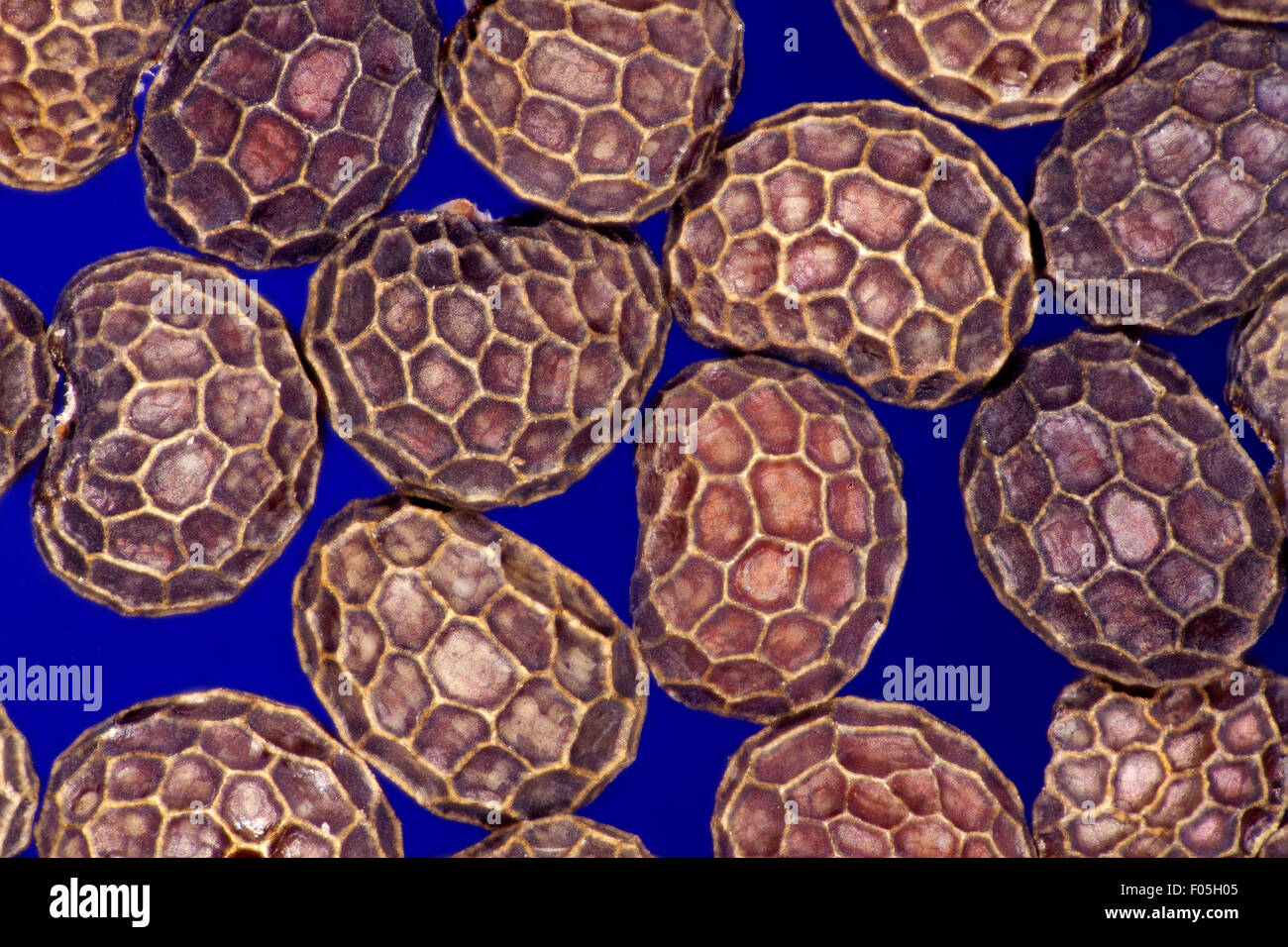 Papaver rhoeas, common poppy seeds, highly magnified showing wrinkly ... Papaver rhoeas, common poppy seeds, highly magnified showing wrinkly ...