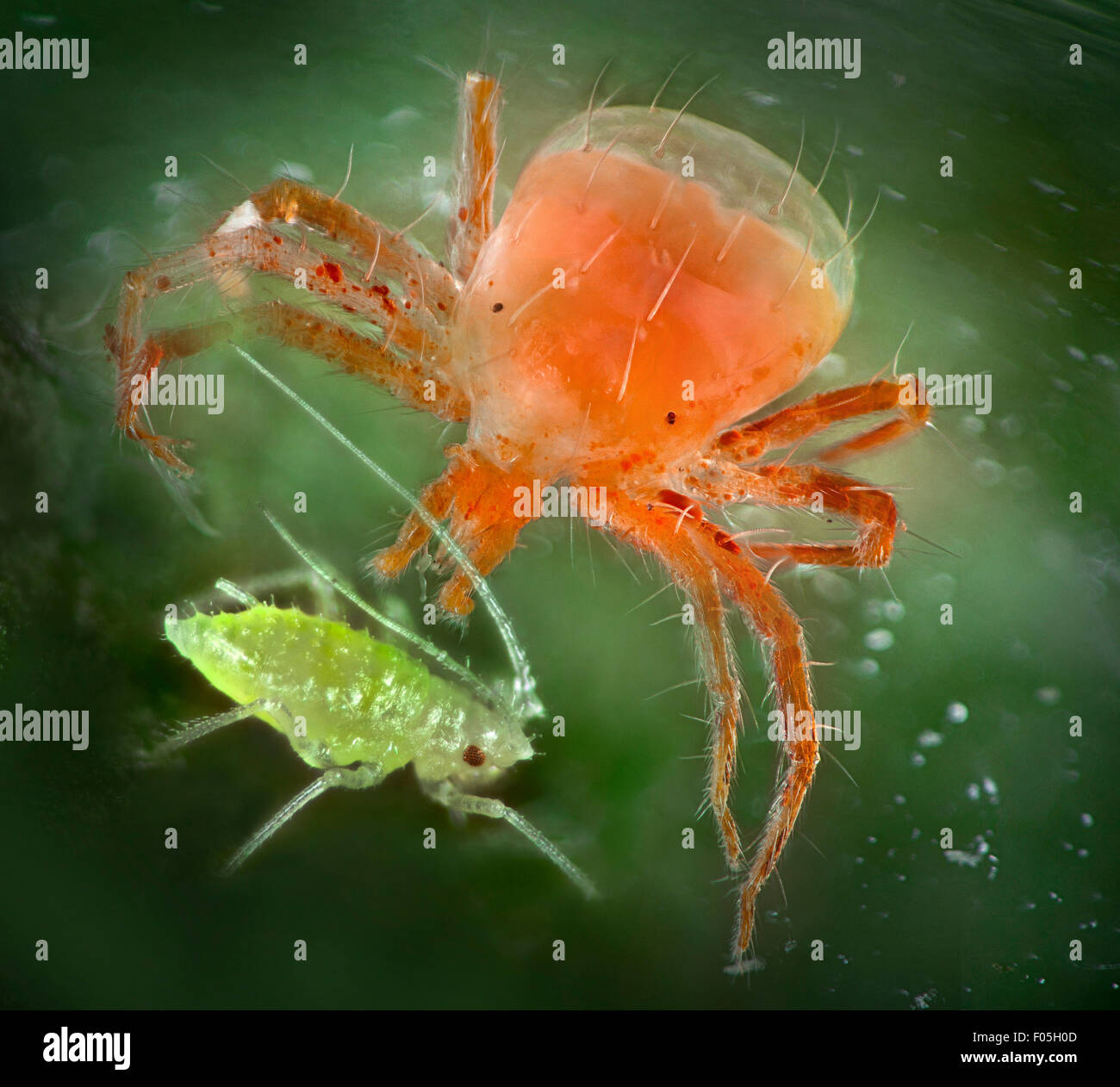 Predatory mite hi-res stock photography and images - Alamy