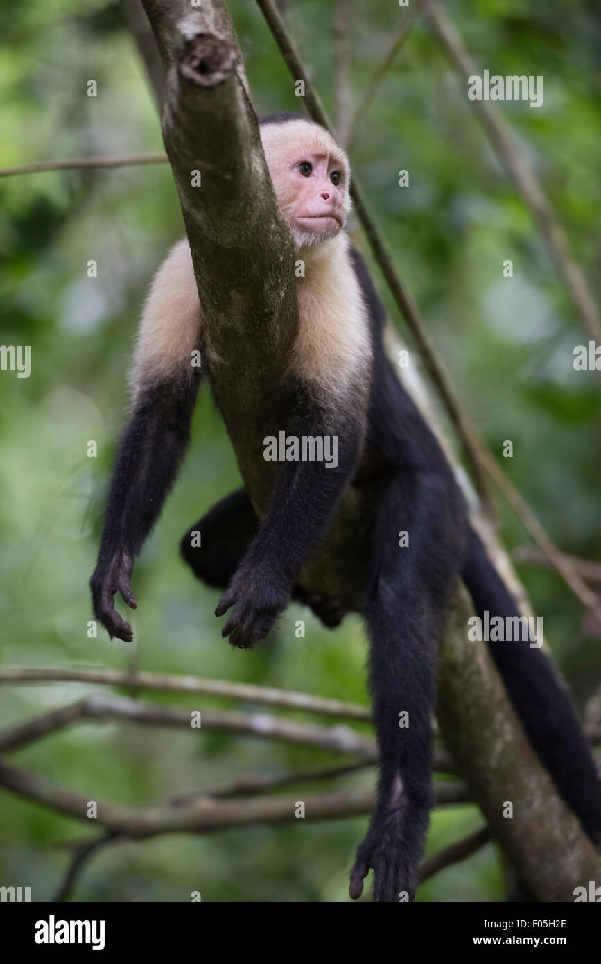 Gracile Capuchin Monkey in a costa Rica tropical forest lying on a tree ...