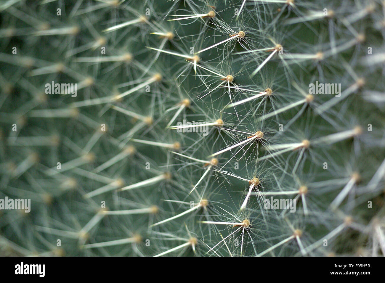 Spines on cactus Stock Photo - Alamy