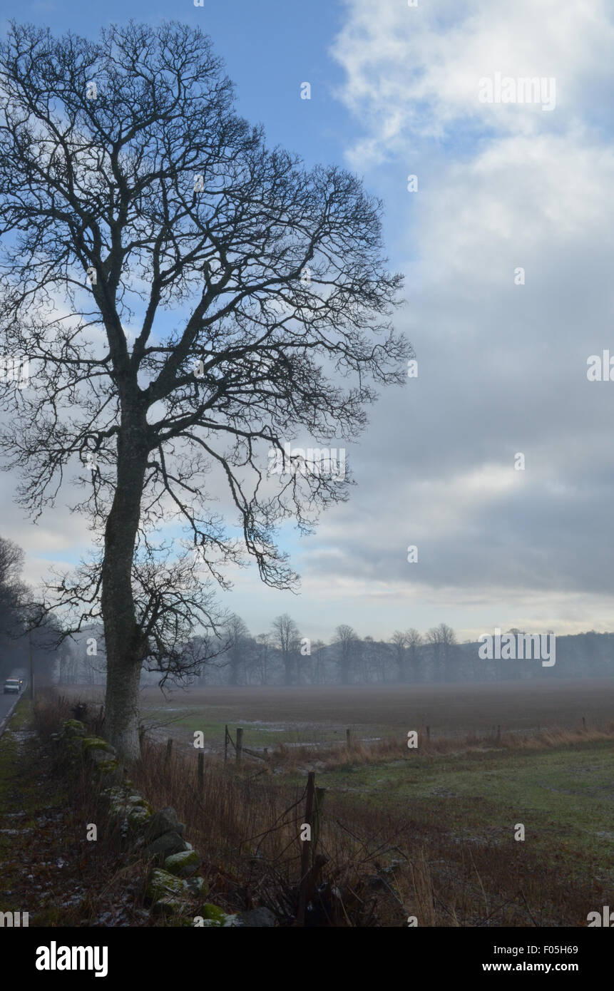 Heather Scotland Mist High Resolution Stock Photography and Images - Alamy