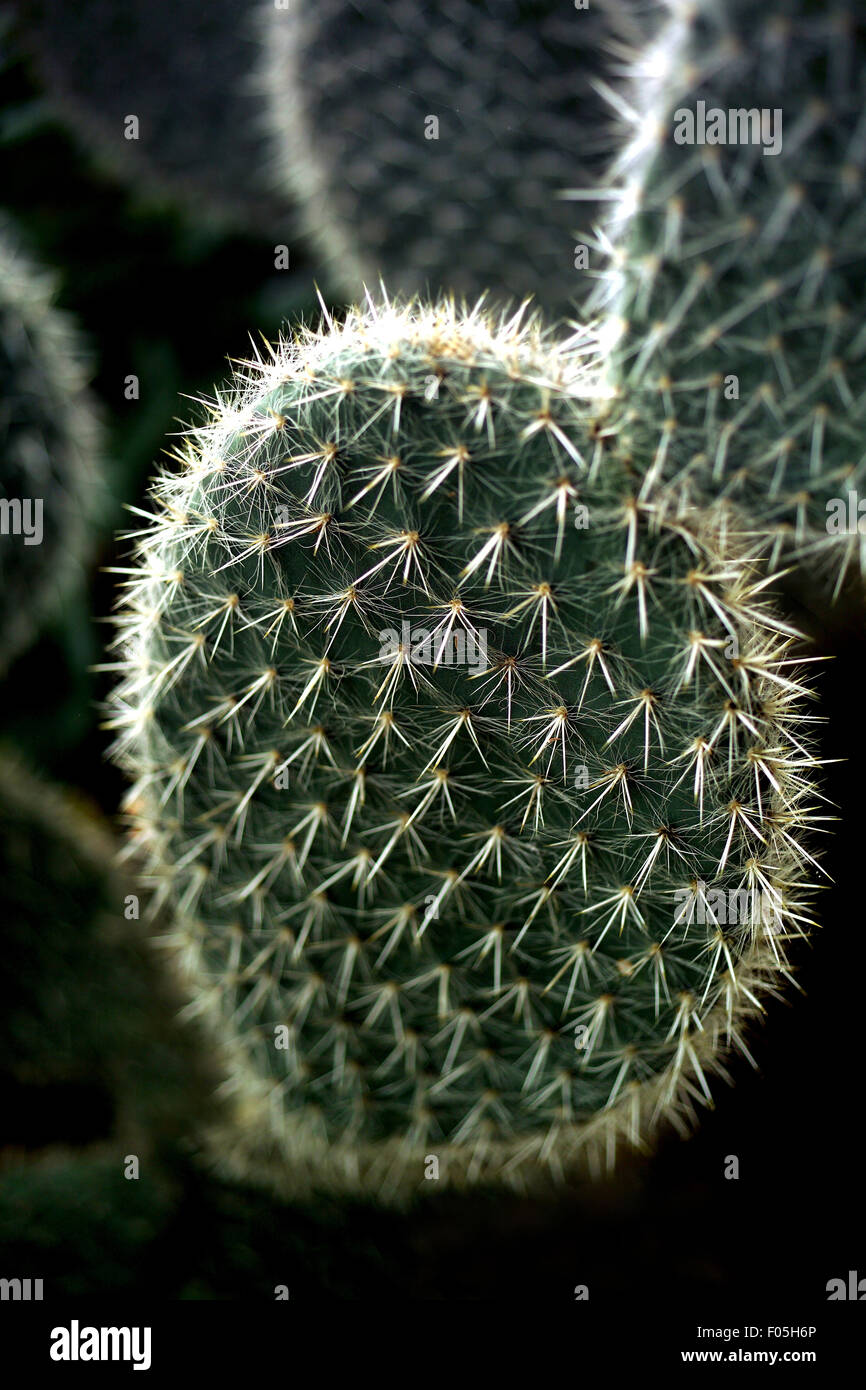 Spines on cactus Stock Photo - Alamy