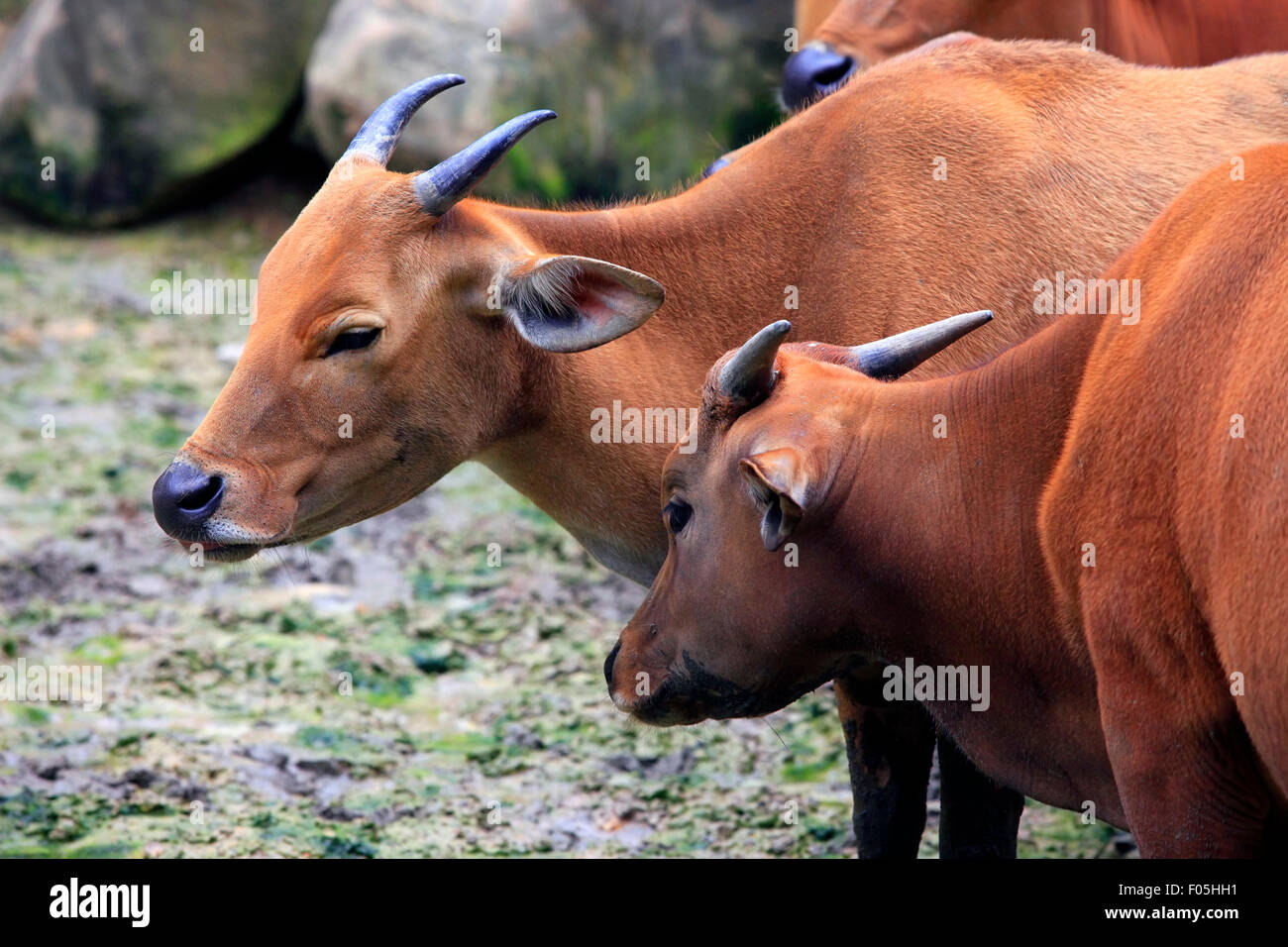 Two brown Buffalos with lead buffalos head in focus and soft background ...