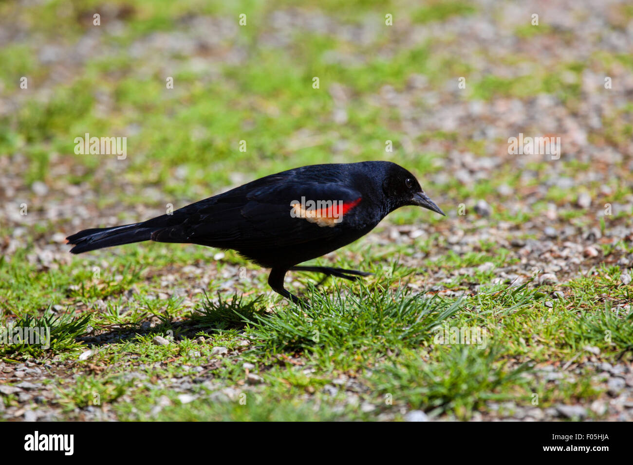 Red-wing black bird foraging for food Stock Photo - Alamy