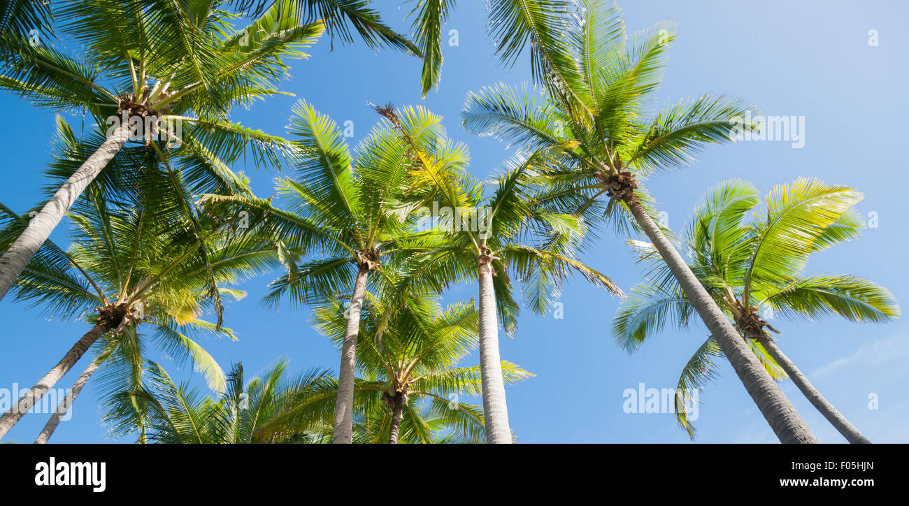 Looking up group palm trees hi-res stock photography and images - Alamy
