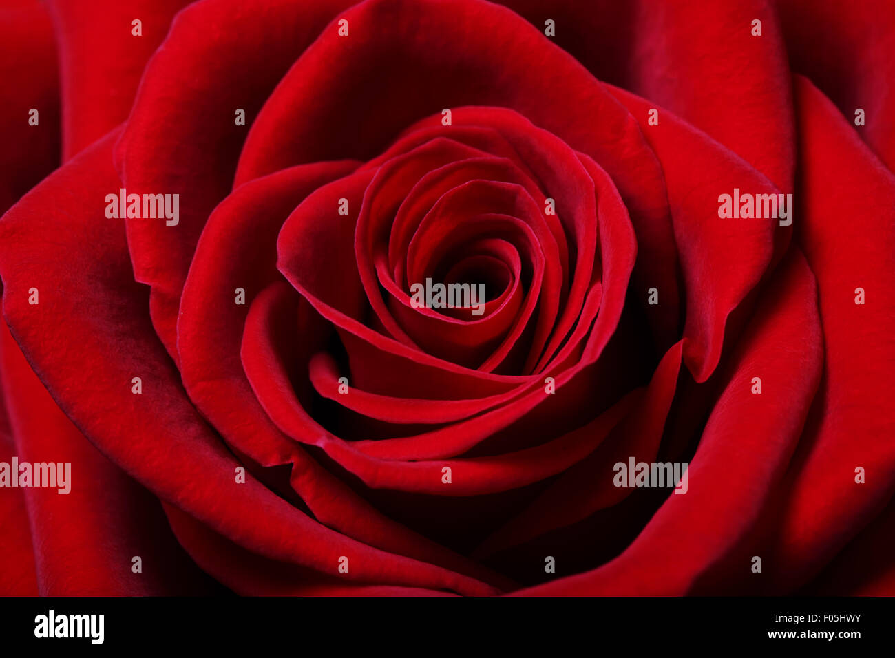 Image of close up rose hi-res stock photography and images - Alamy