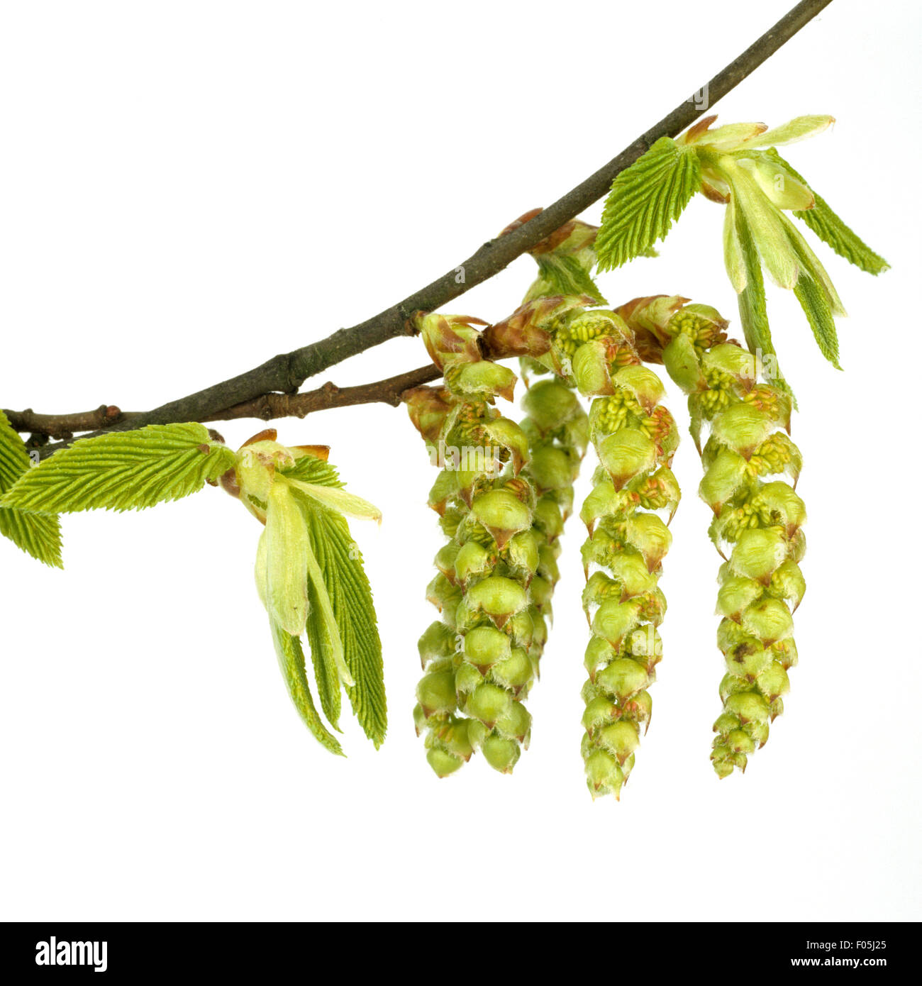 Hainbuche, Carpinus betulus Stock Photo - Alamy