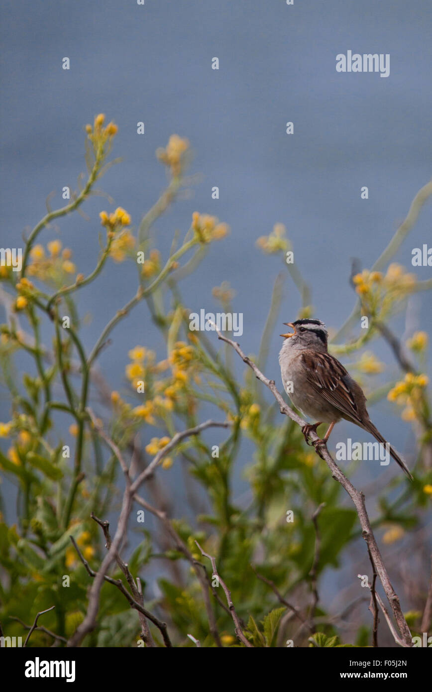 White-crowned sparrow singing while surrounded by yellow flowers Stock ...