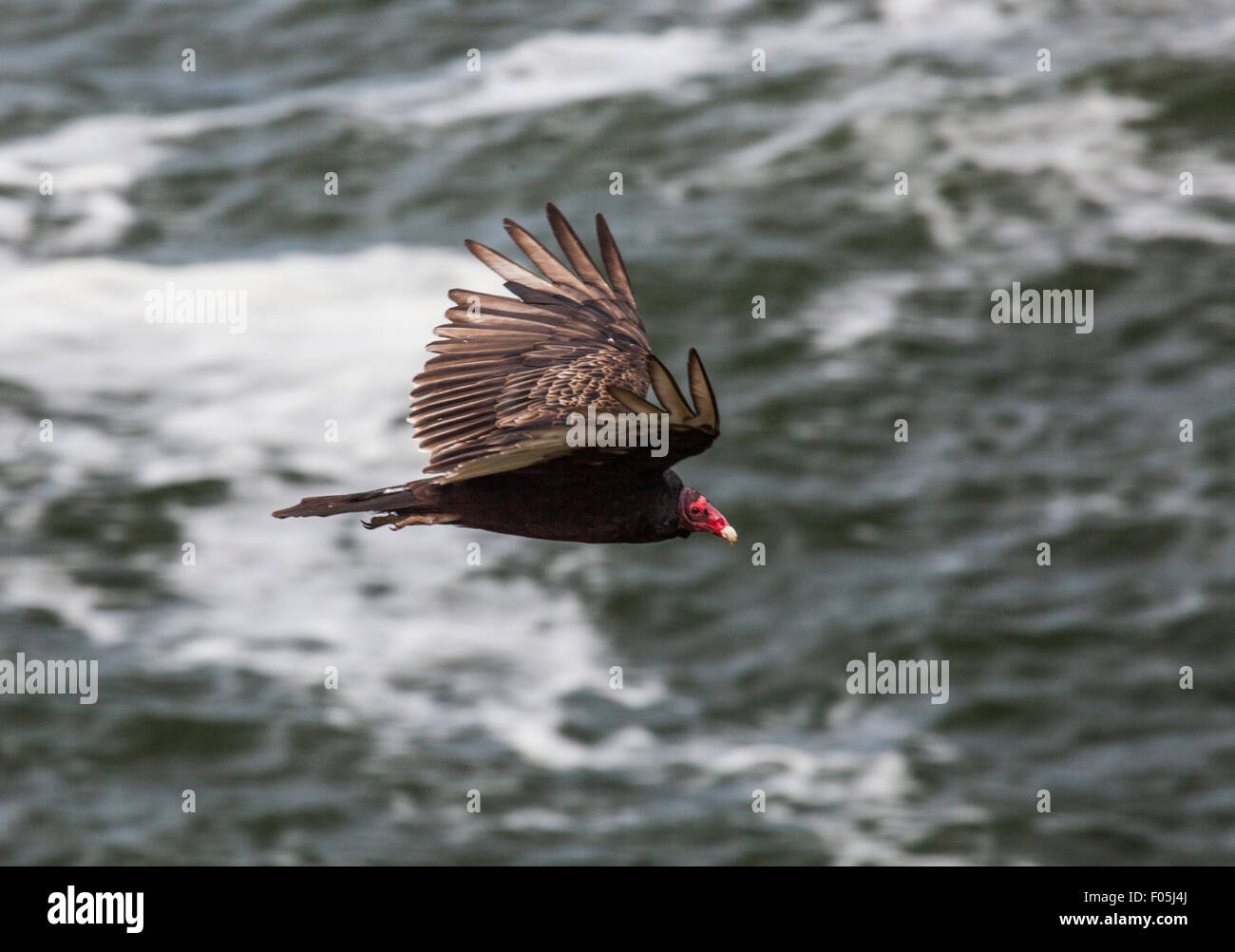 Turkey vulture soaring above the ocean on the wind currents Stock Photo ...