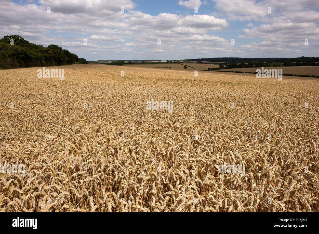 Wheat crop on a north Hampshire farm in southern England UK Stock Photo ...