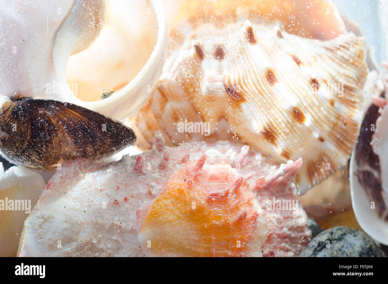The composition of shells hi-res stock photography and images - Alamy