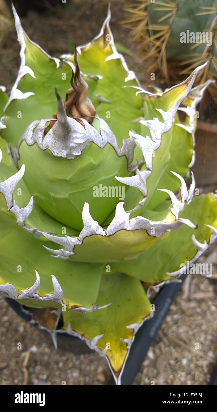 Thorn colour hi-res stock photography and images - Alamy