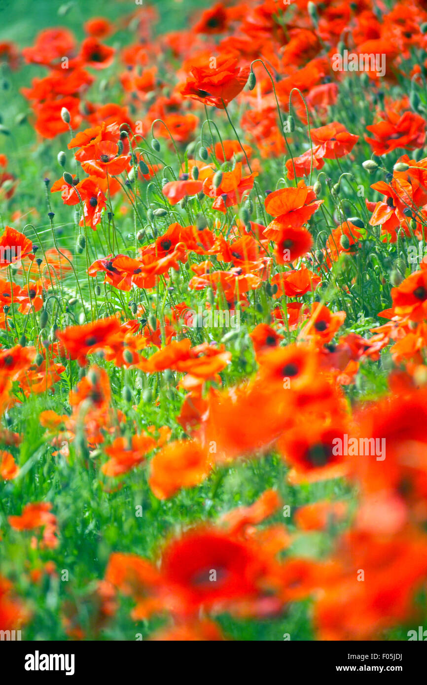 Field of bright red poppies Stock Photo - Alamy