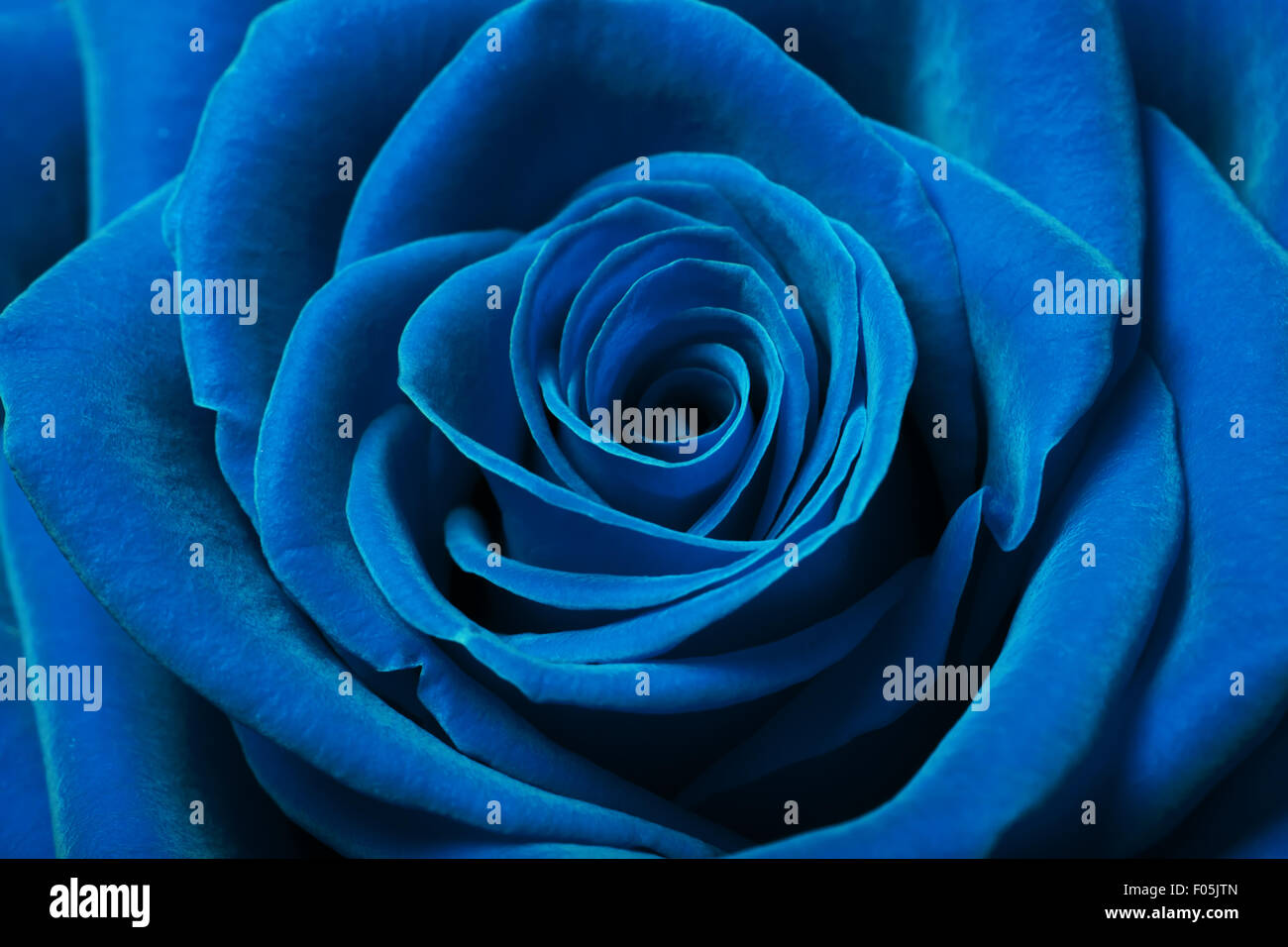 Close up image of beautiful blue rose Stock Photo - Alamy