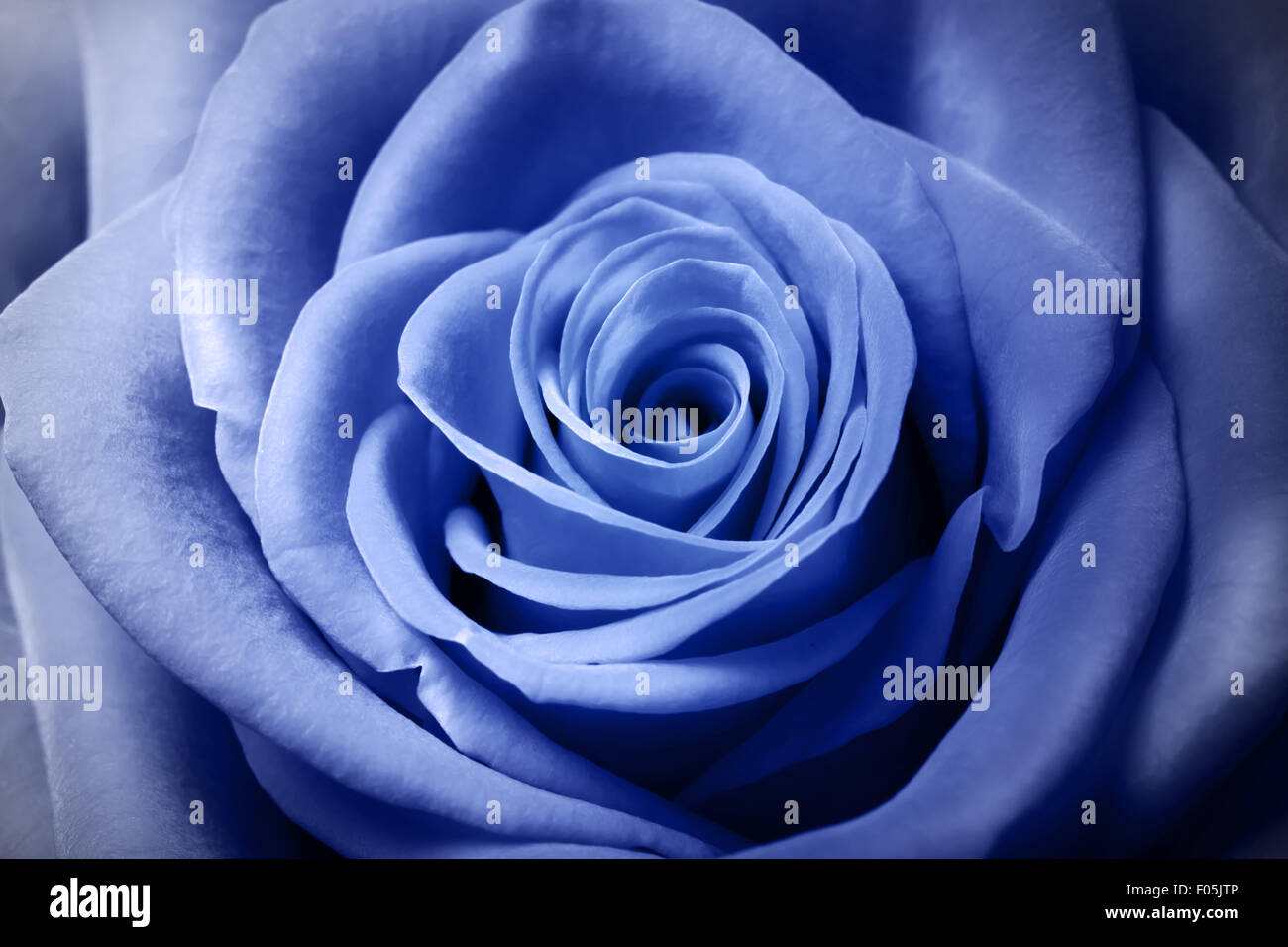 Close up image of beautiful light blue rose Stock Photo - Alamy
