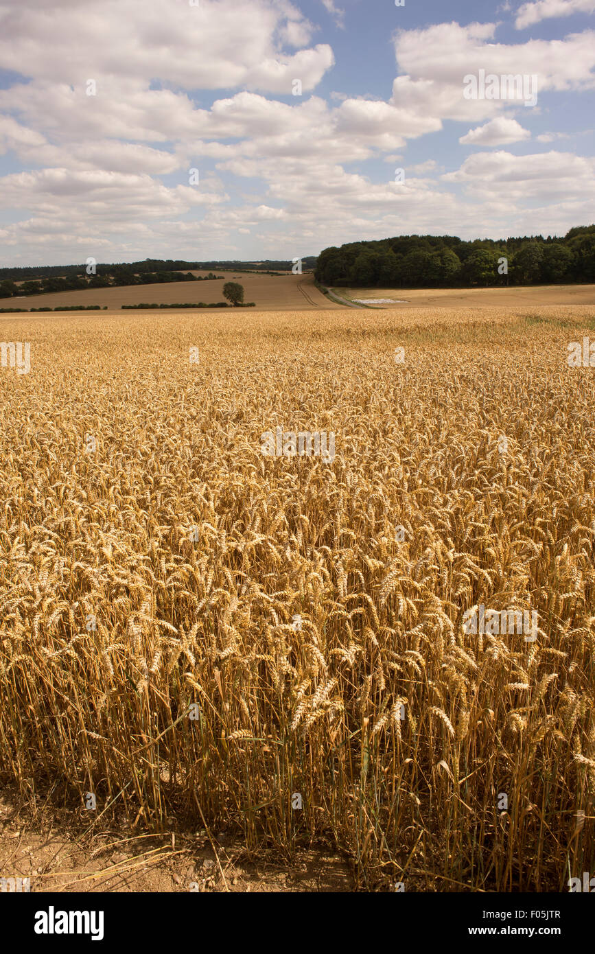Hampshire england crop farming farm hi-res stock photography and images ...