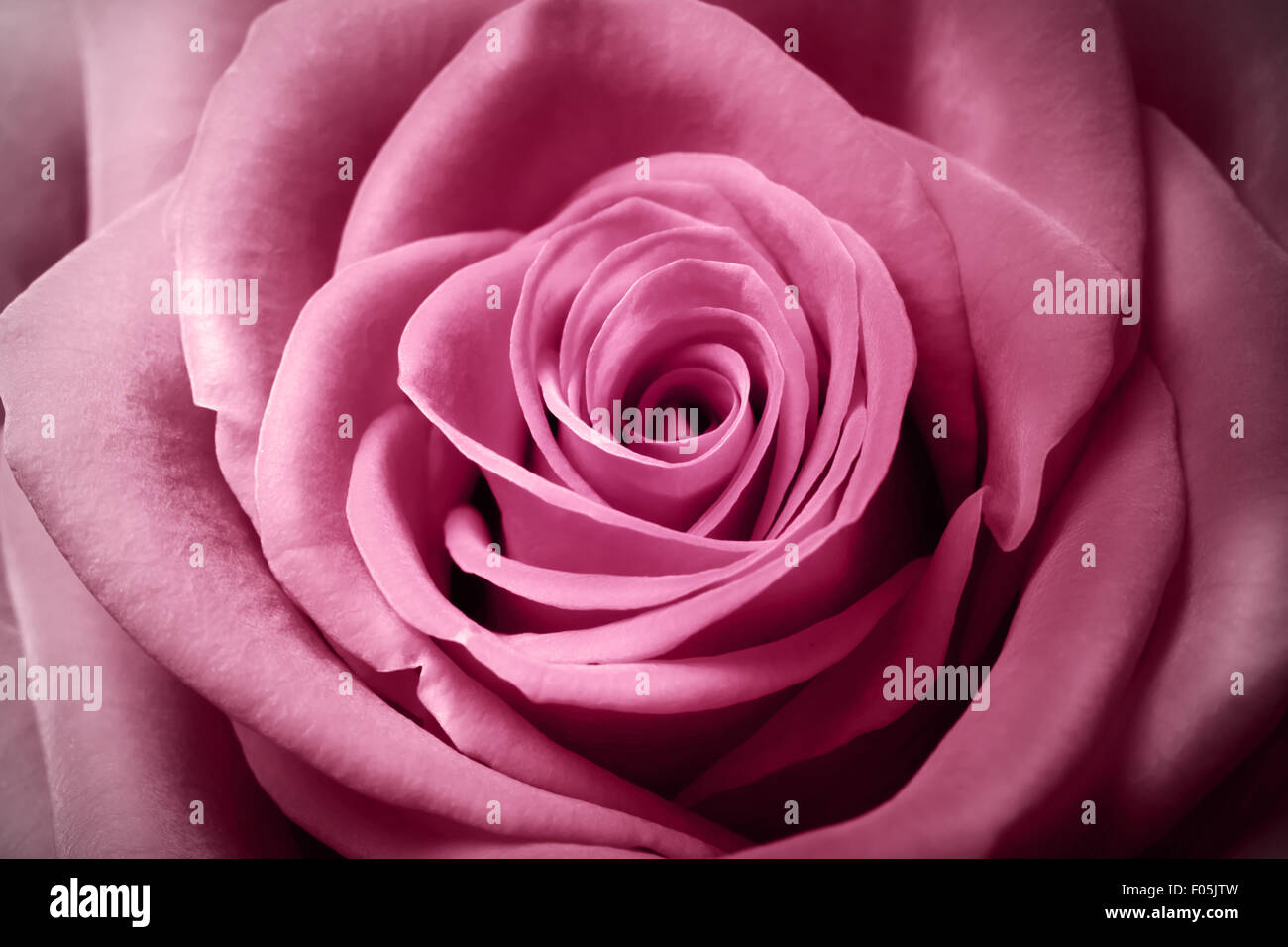 Close up image of beautiful pink rose Stock Photo - Alamy