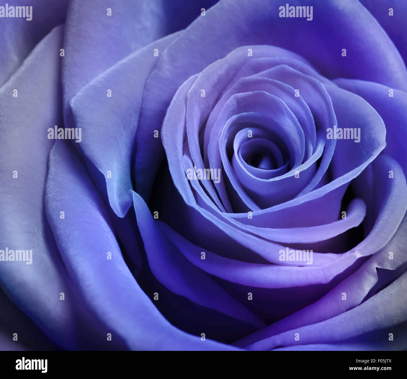 Close up image of beautiful purple rose Stock Photo - Alamy