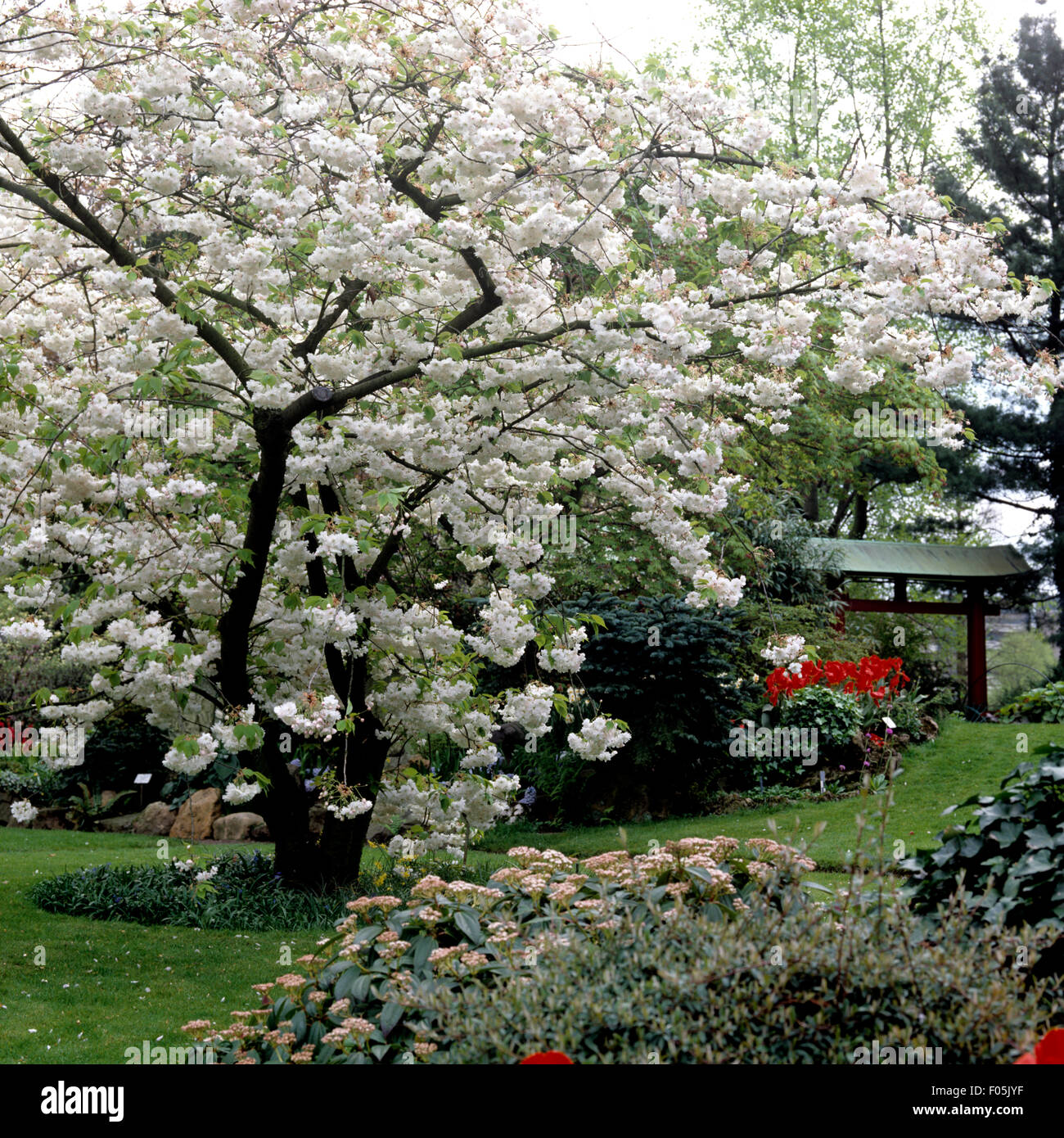 Japanische kirsche hi-res stock photography and images - Alamy