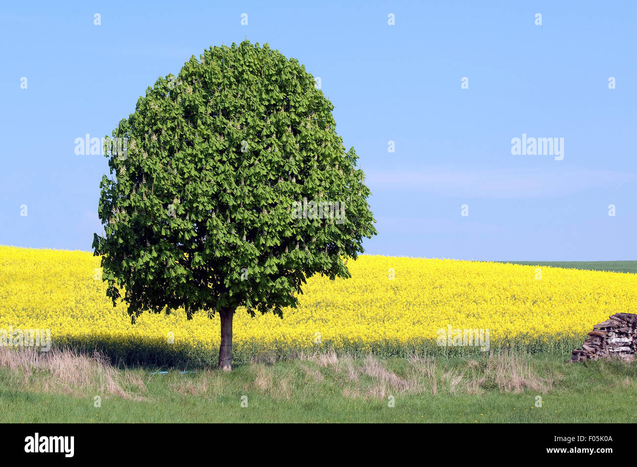 Kastanienbaum High Resolution Stock Photography and Images - Alamy