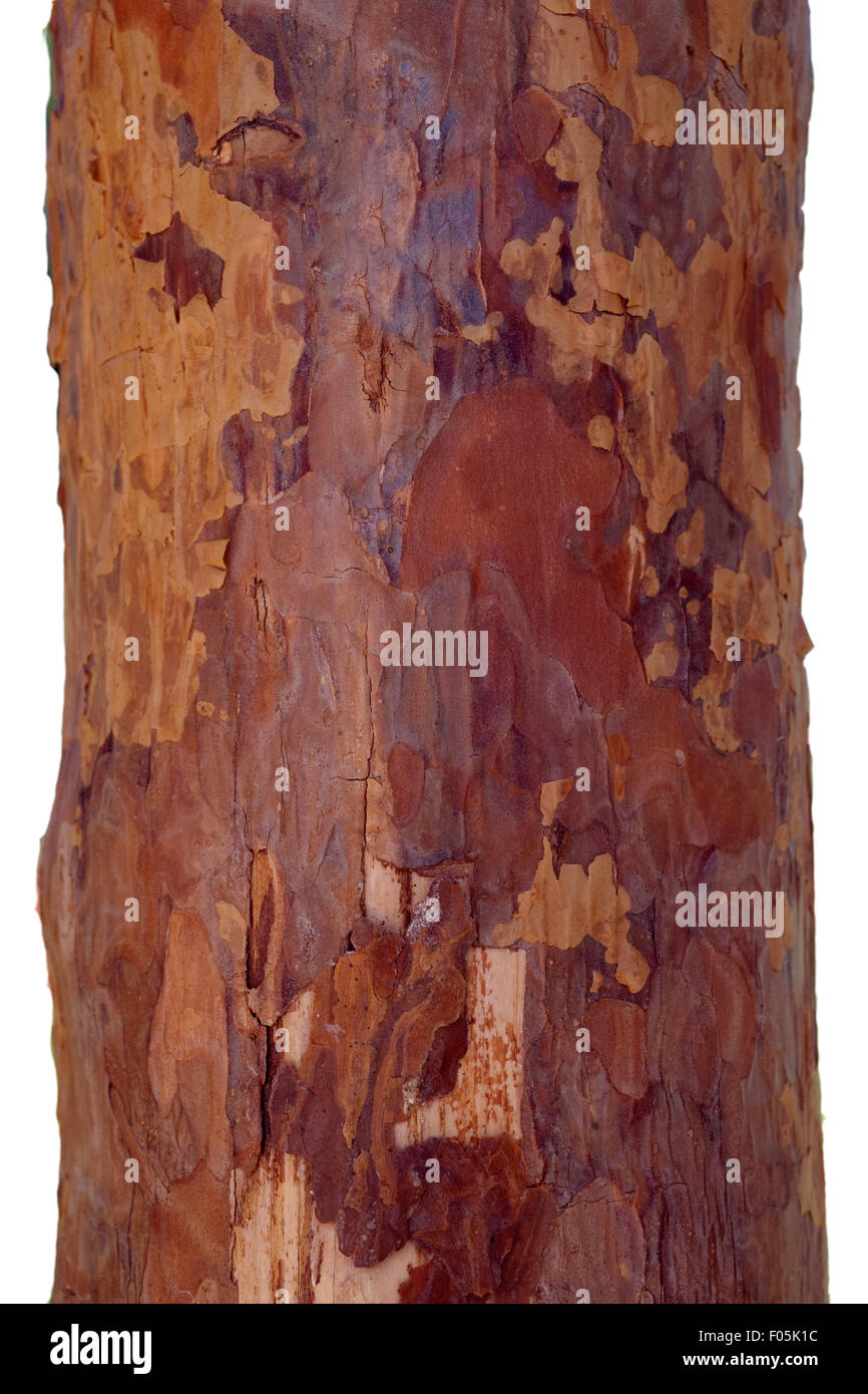 Kiefernstamm, Kiefer; Pinus; Kiefernbaum Stock Photo - Alamy