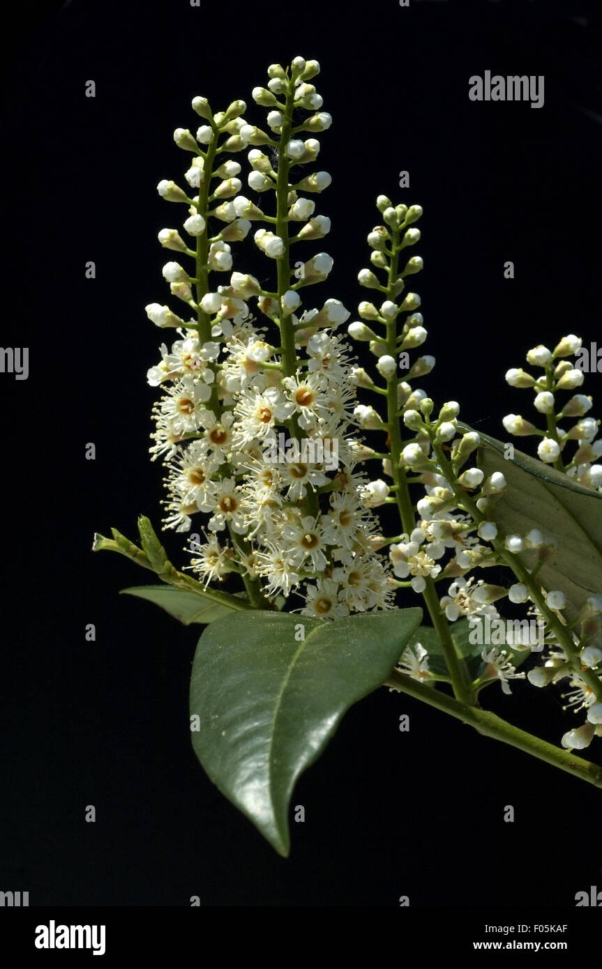Kirschlorbeer prunus laurocerasus hi-res stock photography and images ...