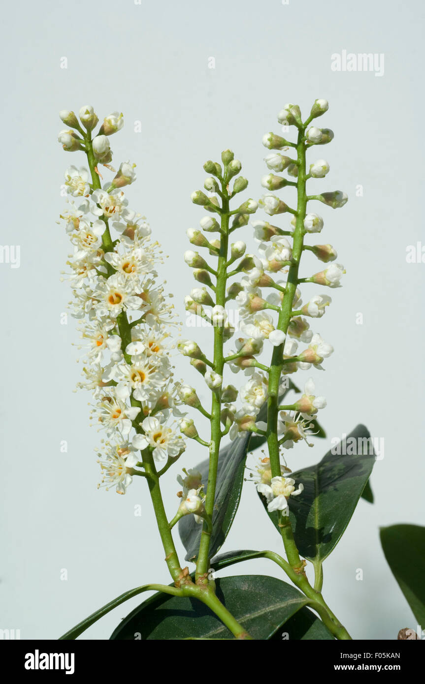 Kirschlorbeer prunus laurocerasus hi-res stock photography and images ...