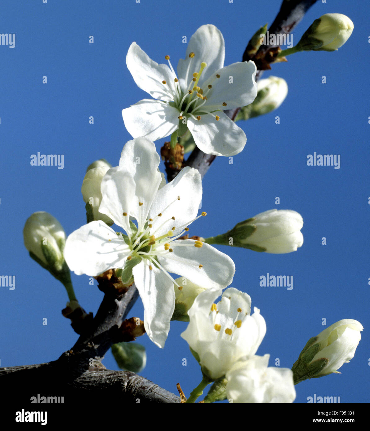 Kirschpflaume, Prunus, cerasifera, Cherry, Plum Stock Photo - Alamy