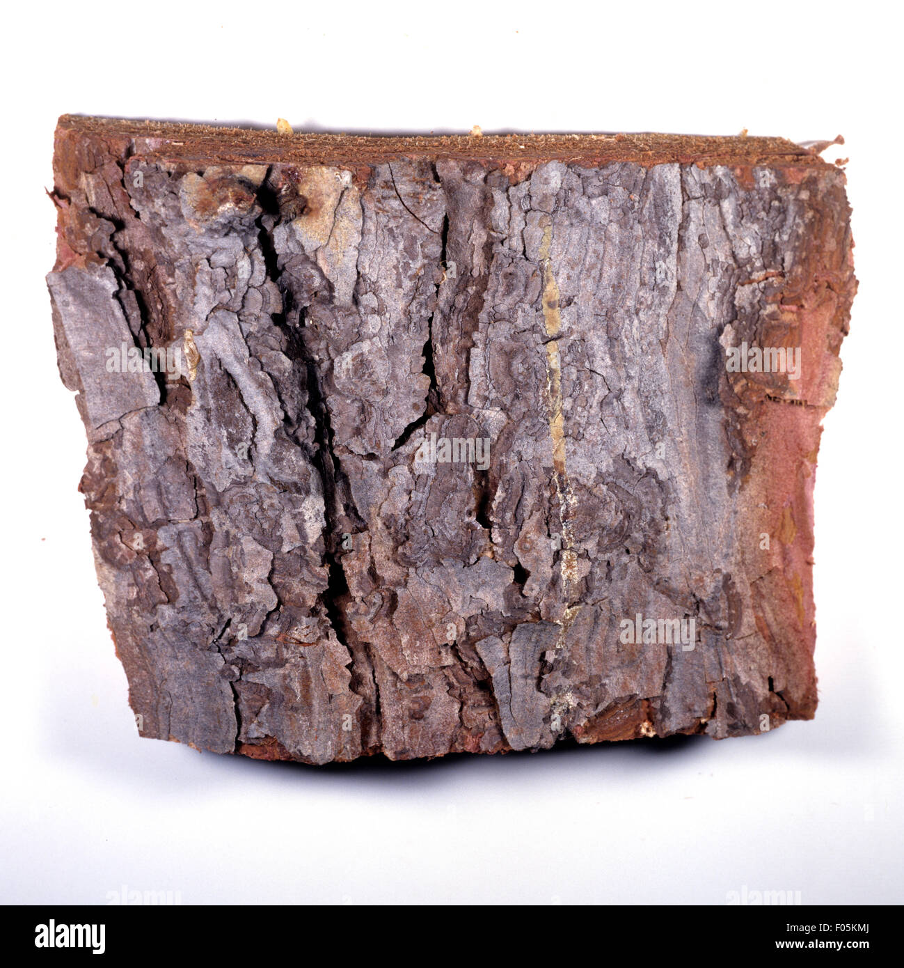 Laerche; Larix decidua, Rinde Stock Photo - Alamy