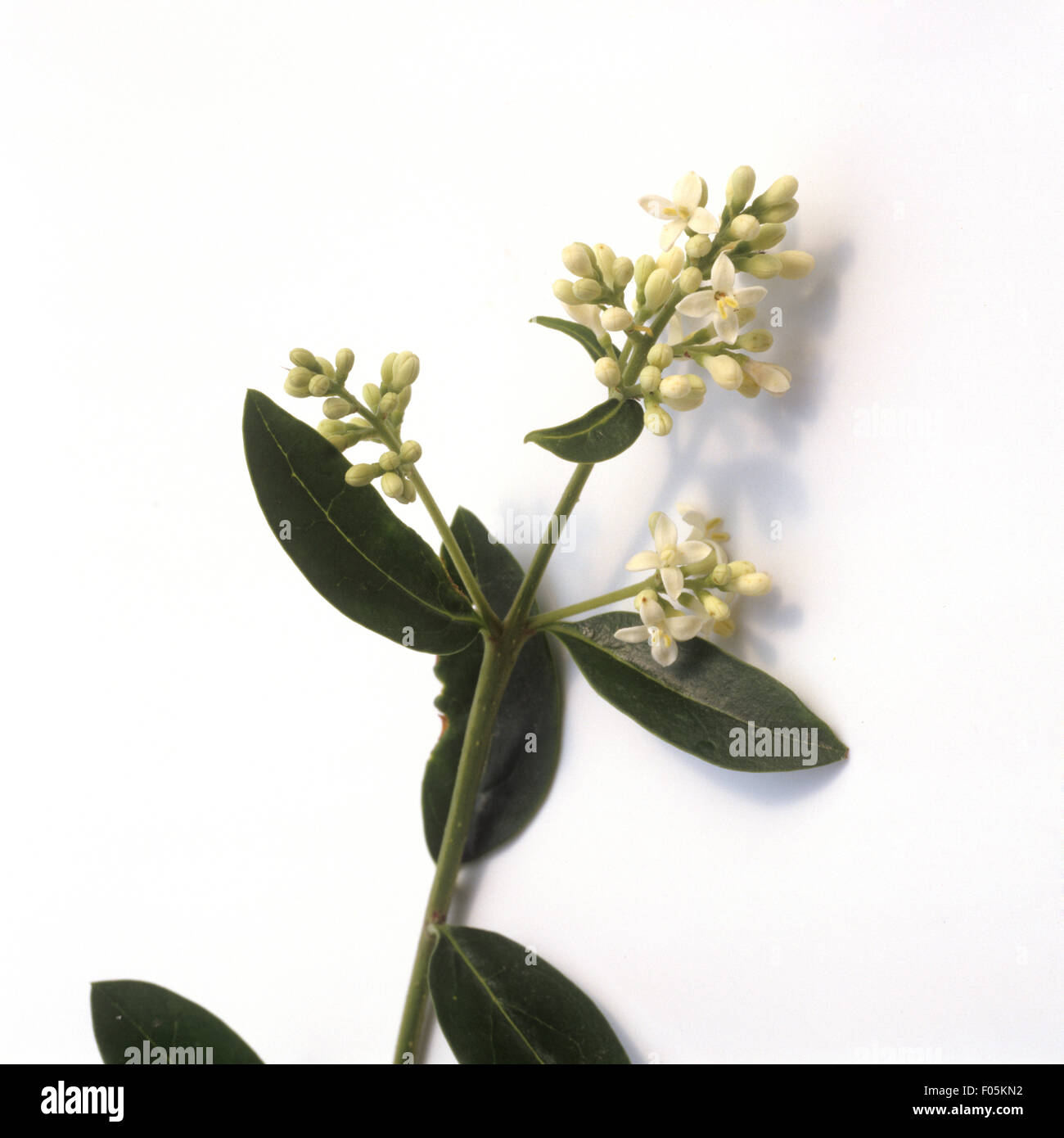 Liguster hi-res stock photography and images - Alamy