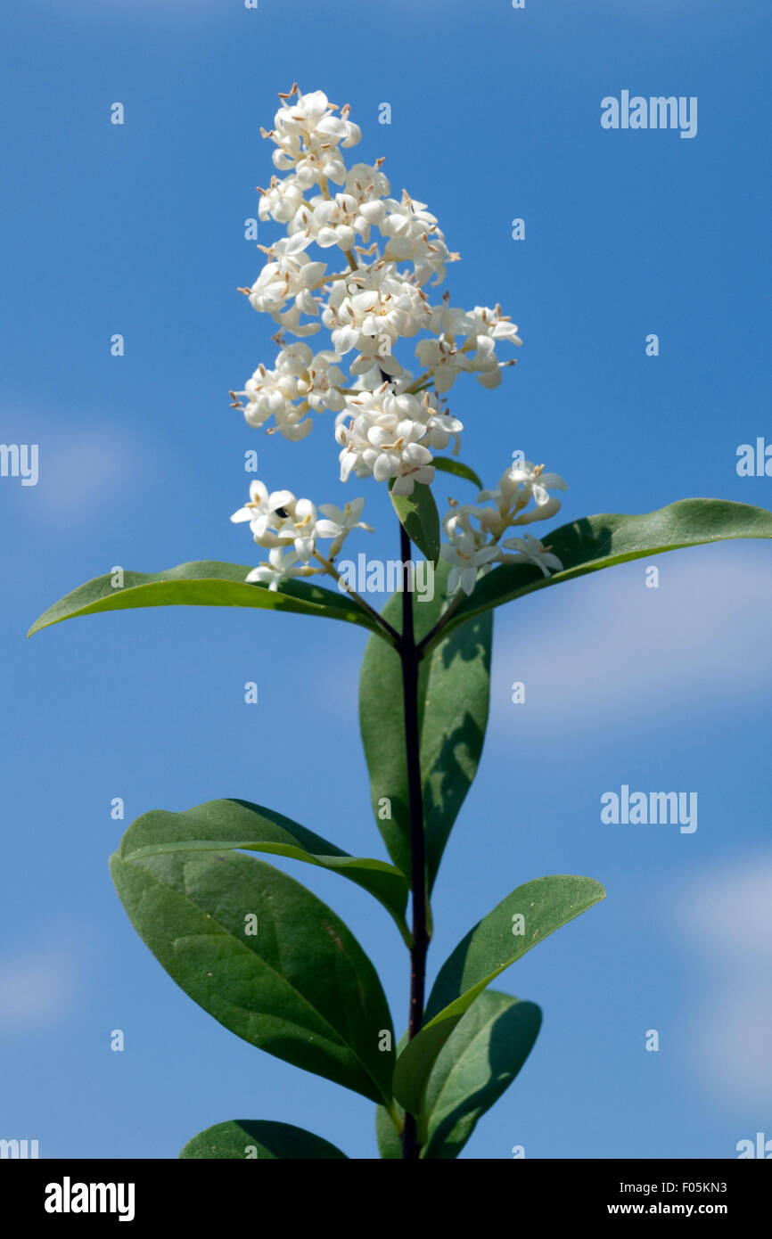 Liguster Stock Photos & Liguster Stock Images - Alamy