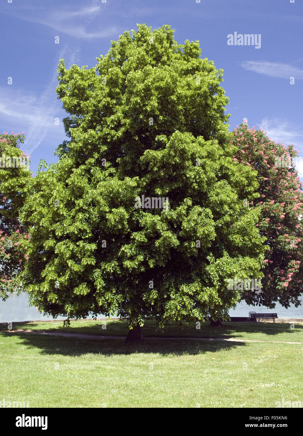 Lindenbaum, Lindenbaeume, Tilia Stock Photo - Alamy