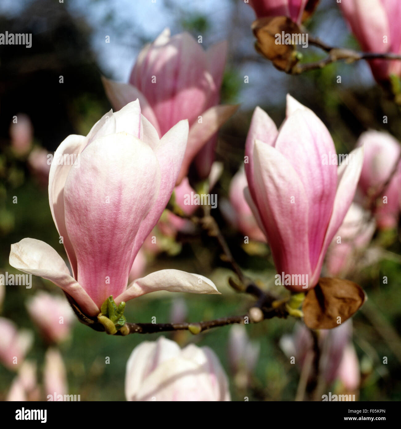Weisse magnolia hi-res stock photography and images - Alamy