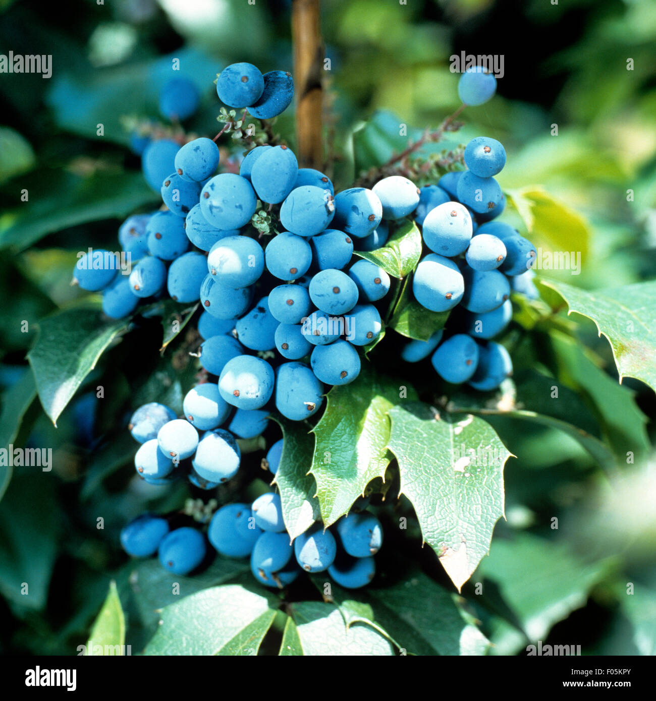 Mahonia aquifolium hi-res stock photography and images - Alamy